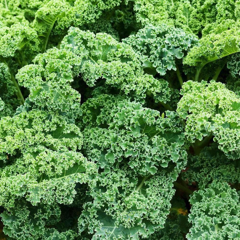 Patriot Seeds Heirloom Dwarf Siberian Kale Seeds (1g) | Non-GMO