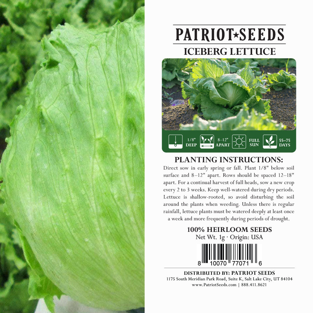 Iceberg Lettuce Indoor Plant